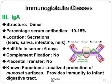 Immunoglobulin Antibody Structure Definition Structure Types Functions Pptx