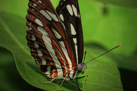 Common Sailor Butterfly By Yoursalfred On Deviantart