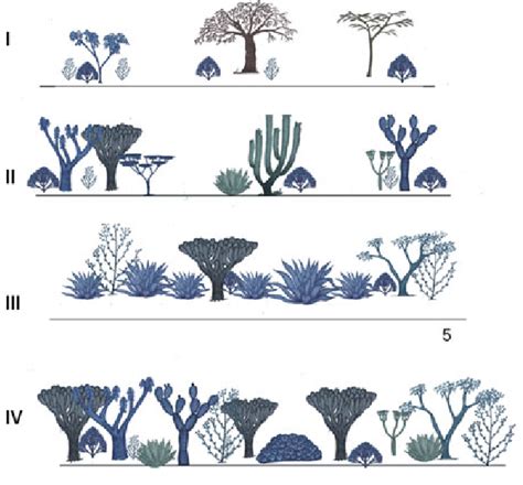 Chichipera Silvicultural Subsystem Agroforestry Practices I