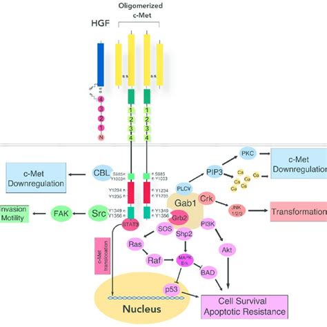Hepatocyte Growth Factor Hgf Binding C Met Activates Signaling