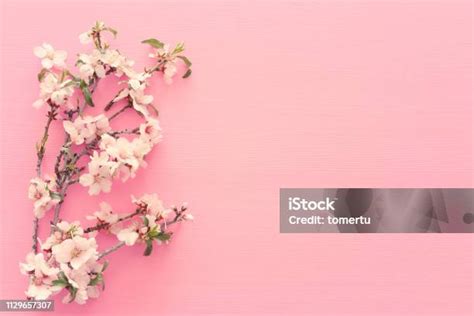 파스텔 핑크 나무 배경에 봄 하얀 벚꽃 나무의 사진 위에서 보기 평평 하다 0명에 대한 스톡 사진 및 기타 이미지 0명