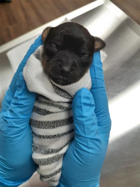 Smol Boi Scrolller