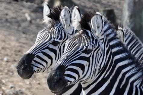 Mammalia Class Animals Mammalia Class Animals