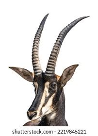 Springbok Antidorcas Marsupialis Isolated On White Stock Photo