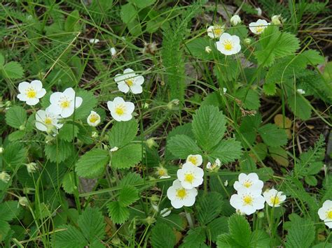 Fragaria orientalis - Изображение особи - Плантариум