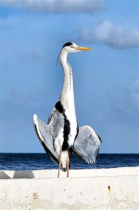 Hassan Rasheed On Linkedin Recharging The Solar Penals😉 💗🇲🇻