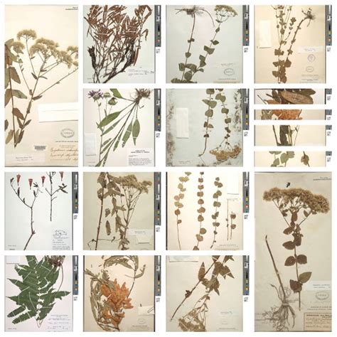 The Digitization Of The Us National Herbarium Done Digitization