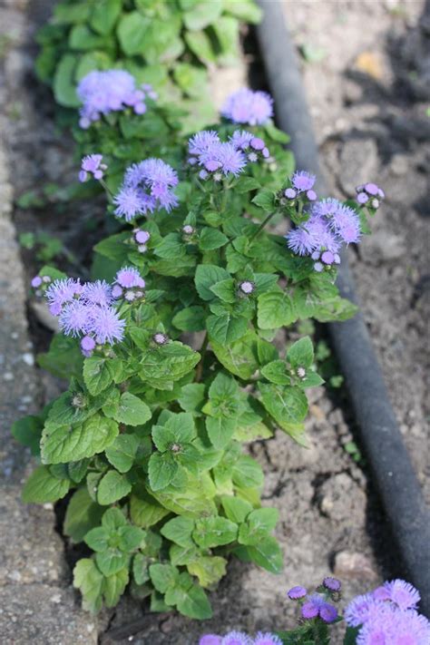 Ageratum Aloha Blue Ems Garden