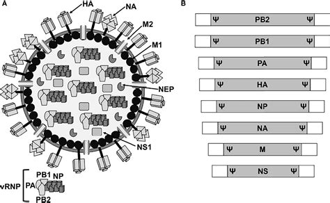 Influenza Virus Structure