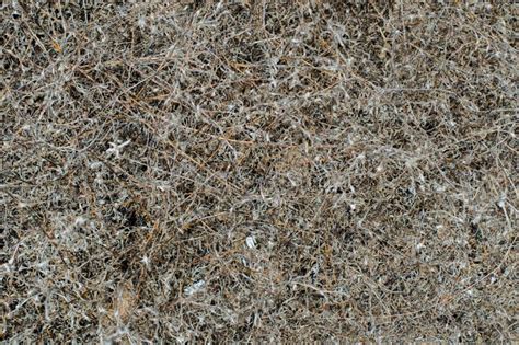 Weathered Dry Grass Hay Dry Grass Background Stock Image Image Of