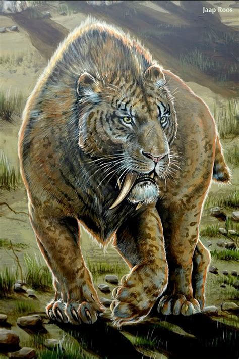 Prehistoric Sabertooth Cat Smilodon In 2025 Prehistoric Wildlife
