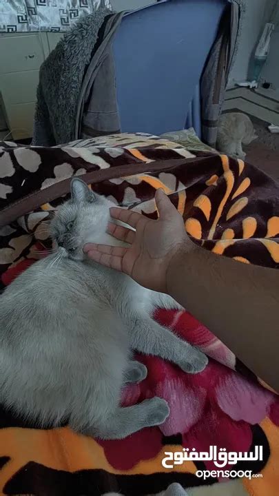 أنثى مكس بريتش بيور الأم والأب سكوتش فولد هجين ابيض نقي العمر 6 أشهر