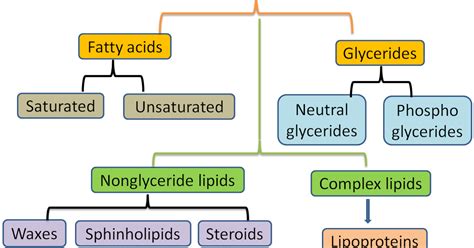 Classification Of Lipids Biology Exams U