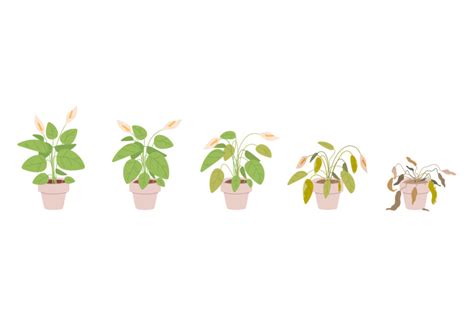 Fading Houseplant Flower House Plant Withering Phases Or Growing Stag