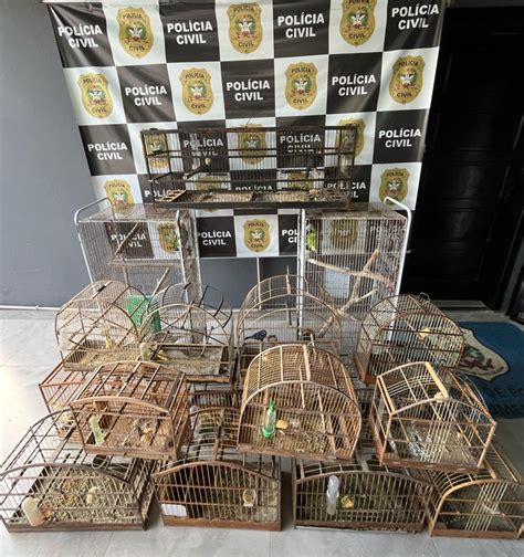 Ataque brutal de pitbulls revela possível caso de maus tratos a animais em Blumenau