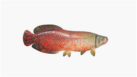 Arapaima Model Turbosquid 1735263