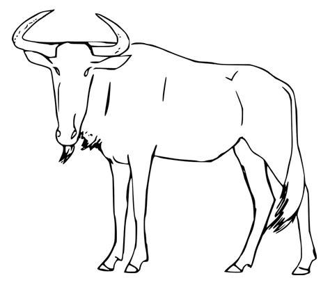 Wildebeest In The Wild Coloring Page Free Printable Coloring Pages