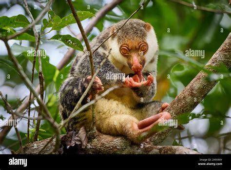 Waigeou Cuscus Or Waigeou Spotted Cuscus Spilocuscus Papuensis Raja