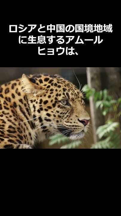 世界の珍しい動物ベスト5 Youtube