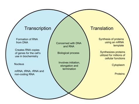 Difference Between Transcription And Translation WHYUNLIKE