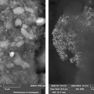 BSE SEM Image Of SiO Ag Composite Download Scientific Diagram