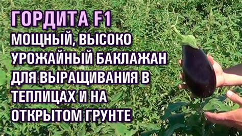 ГОРДИТА F1 - МОЩНЫЙ, ВЫСОКО УРОЖАЙНЫЙ БАКЛАЖАН ДЛЯ ТЕПЛИЦЫ И ОТКРЫТОГО ...