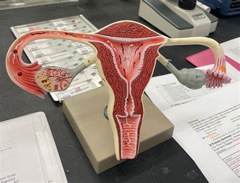Uterus Diagram Quizlet