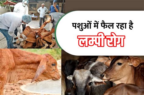Lumpy Skin Disease लम्पी रोग का बढ़ता प्रकोप जानिए राज्यों में मरने