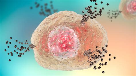 Senescent Cells And Sasp In Aging And Longevity Medicine Richard Troy