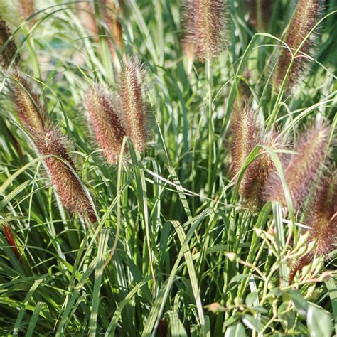 Szkółka Bylin Dobrepole Pennisetum Alopecuroides Viridescens