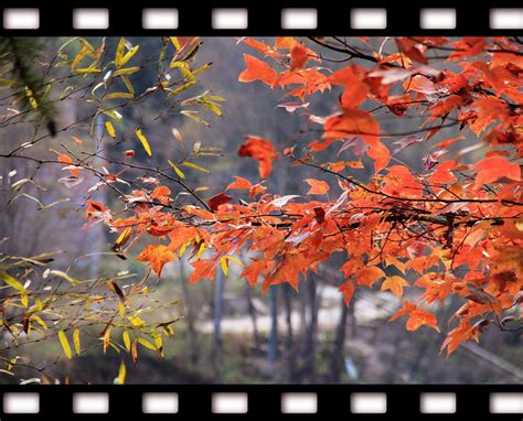 片片枫叶情 佳能 EOS 600D 配18 135mm IS镜头 样张 PConline数码相机样张库