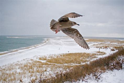 Homepage Agway Of Cape Cod