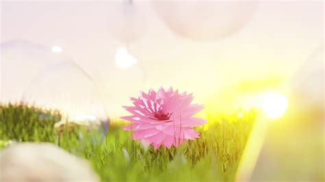 3d Intro Spring Flower 23441537 Stock Video At Vecteezy