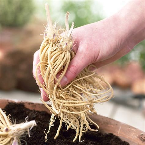 Hosta Karin Vendita Piante E Bulbi Olandesi Online Dutch