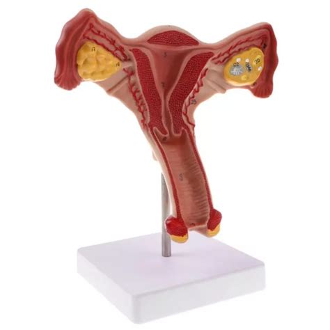 1 1 Human Female Uterus Ovary Fallopian Tubes Model Anatomical