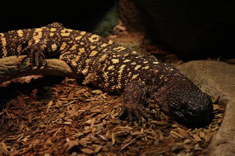 Heloderma Horridum The Zt2 Round Table