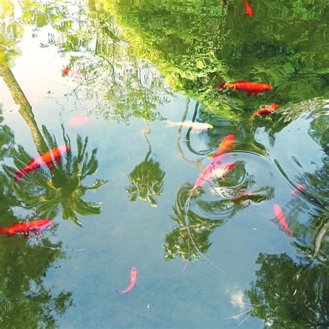 Premium Photo View Of Koi Carps Swimming In Lake