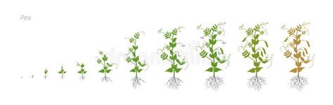 豌豆植物的生命周期 豌豆成长阶段从种子的到成人植物用果子 向量例证 插画 包括有 收获 成熟 124948734