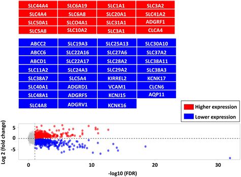 Cryptosporidium Parvum Infection Alters The Intestinal Mucosa