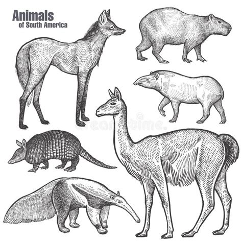 Animaux De Capybara De Lamérique Du Sud Illustration De Vecteur