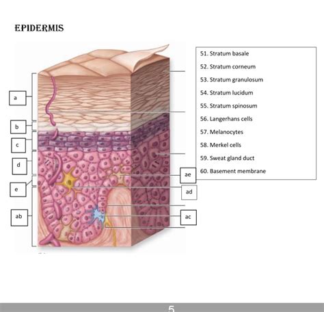 Solved Can I Get This Labeled Epidermis 51 Stratum Basale 52