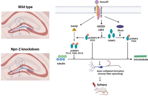 The Schematic For Npn 2 In Regulating Seizure Activity And Mfs A