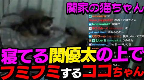 【猫】寝てる関優太の上で見守るふみふみココちゃん【関優太切り抜き】 Youtube