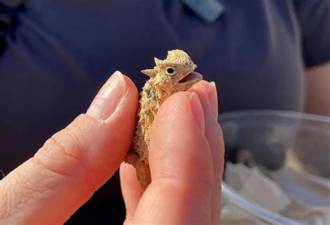 Team From San Antonio Zoo Gathers At Hill Country Ranch To Rebuild