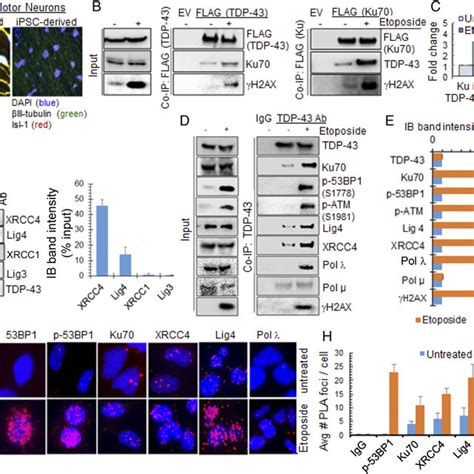 Tdp 43 Complexes With Dna Dsb Repair And Ddr Proteins In A