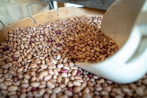 Red and White Beans in Close-up Photography · Free Stock Photo