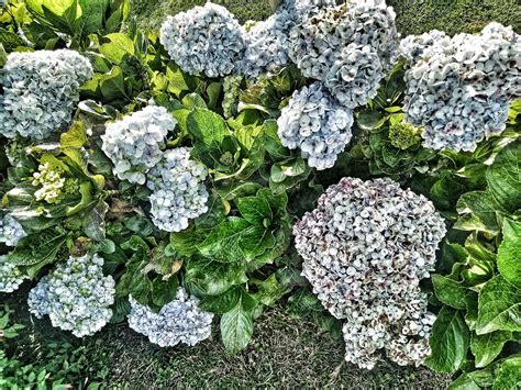 Hydrangeas Flowers Free Photo On Pixabay Pixabay