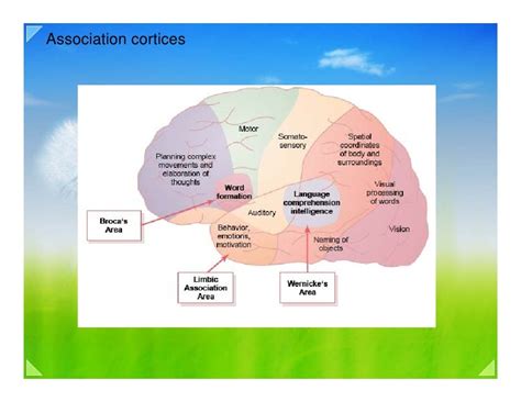 07b Posterior Association Cortex
