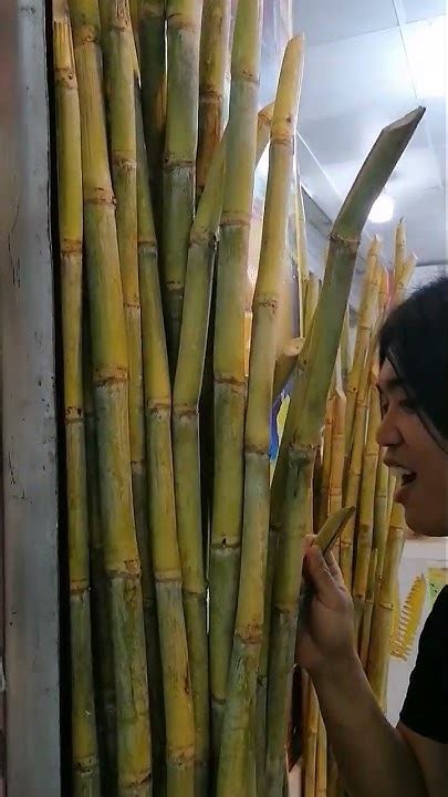 Sugar Cane Youtube