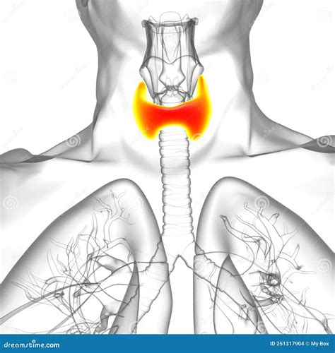 Thyroid Gland Anatomy For Medical Concept 3d Stock Illustration